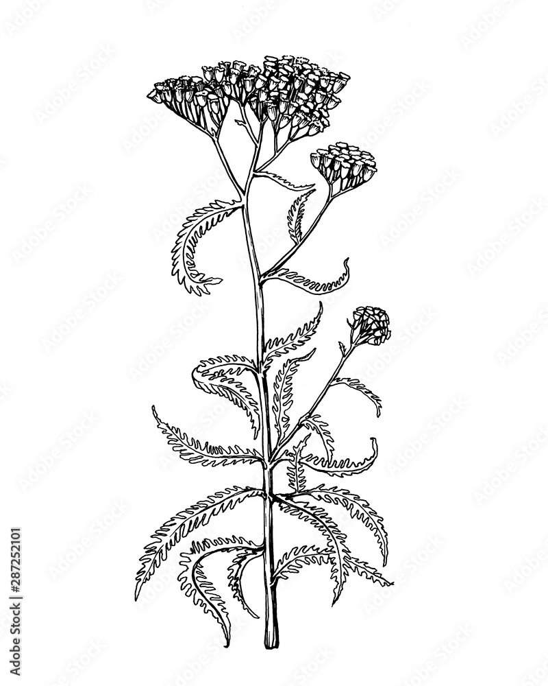 Branch with flowers of wild plant Achillea (also known as sweet yarrow ...