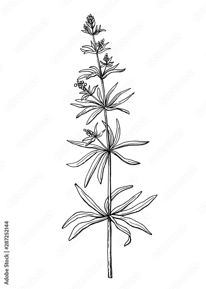 Branch of wild plant Galium aparine (also called catchweed, clivers ...