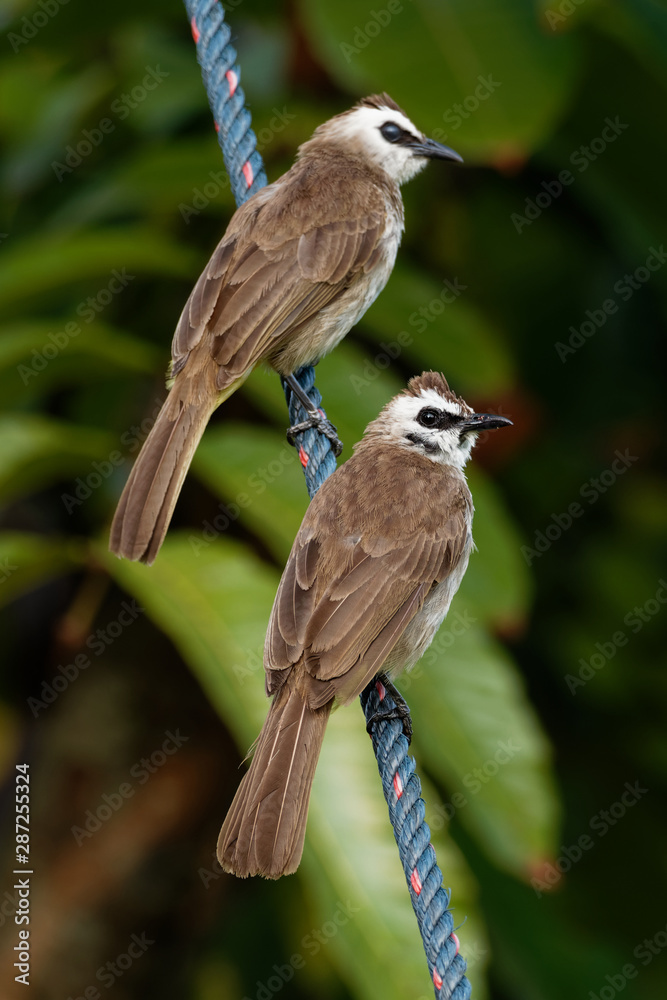 Pair of Yellow-vented Bulbul - Pycnonotus goiavier or eastern yellow ...
