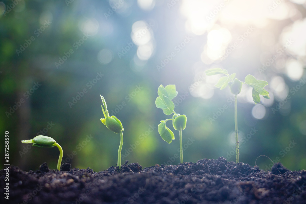 Foto de Seed plants are growing.They are growing step by step.One has ...
