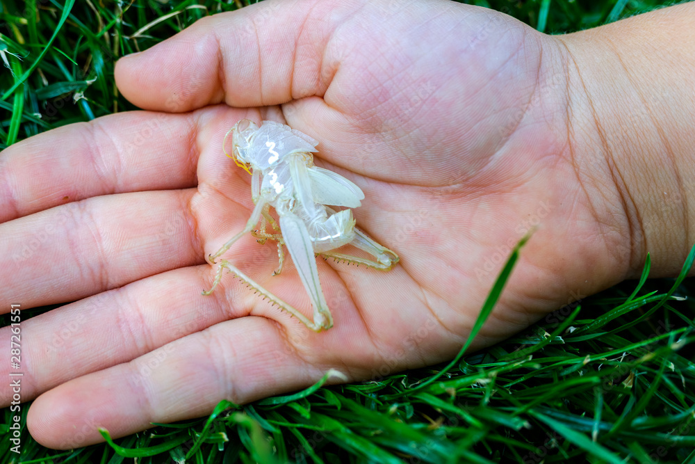 Insects like grasshoppers shed their skin in summer with a new ...