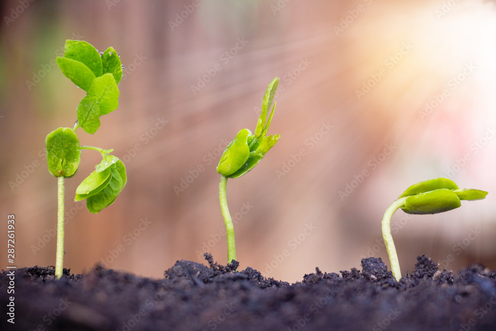 Seed plants are growing.They are growing step by step.One has root and ...