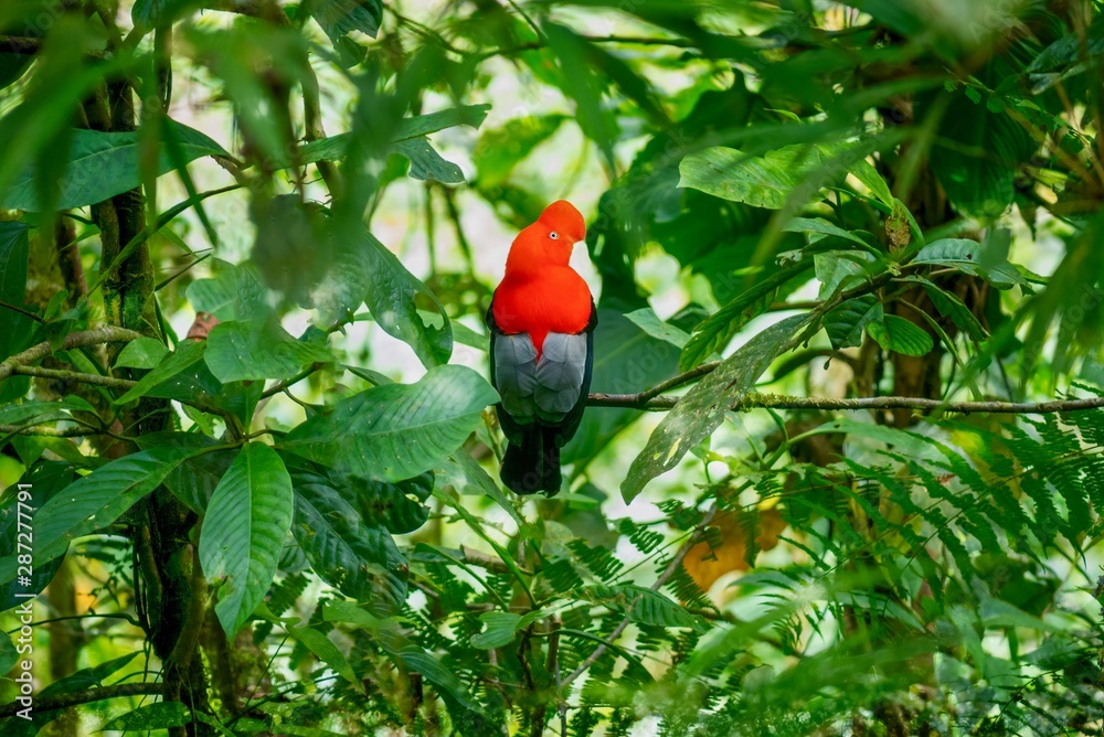 An Andean cock-of-the-rock (Latin: Rupicola peruvianus), sitting in the ...