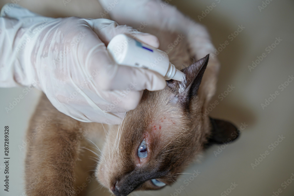 Siamese cat receives ear drops at Vet, local treatment of Otitis ...