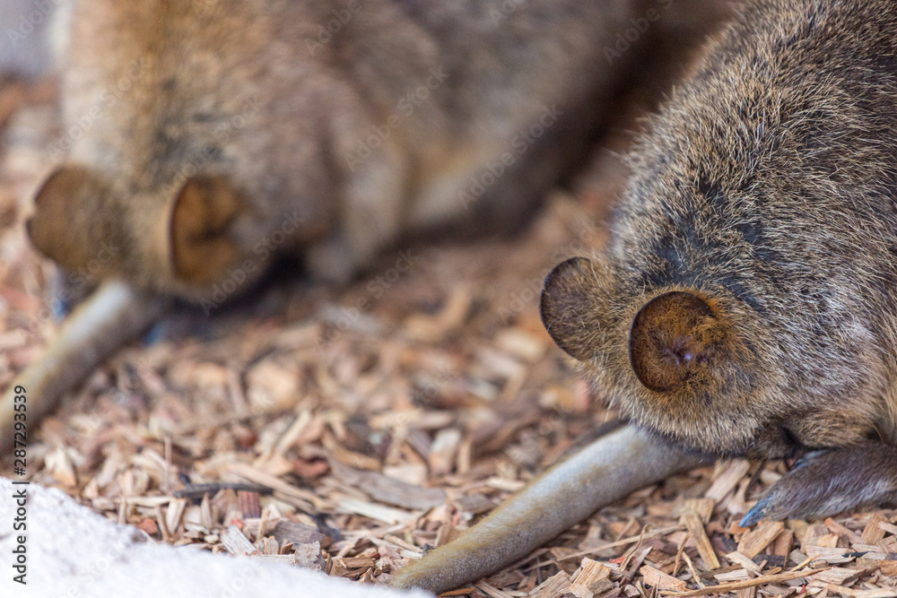 Quokka Pet Sleeping