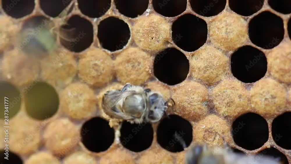Watch bees chase a wasp from a young bee. When exiting a cocoon, a ...