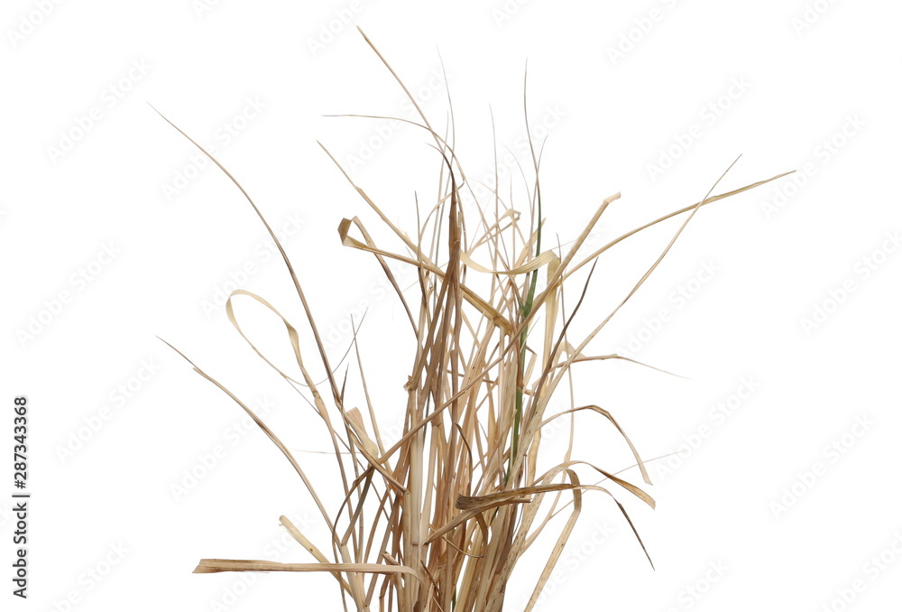 Withered Grass Image Of Autumn Withered Grass Background Texture Stock