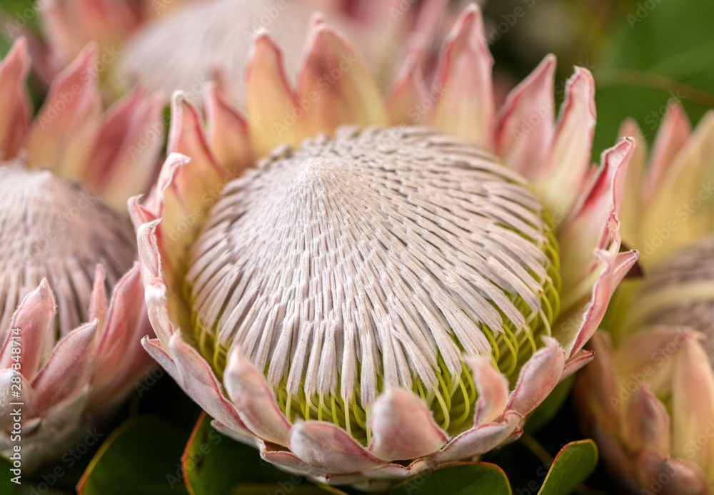King protea or protea cynaroides the national flower of South Africa ...