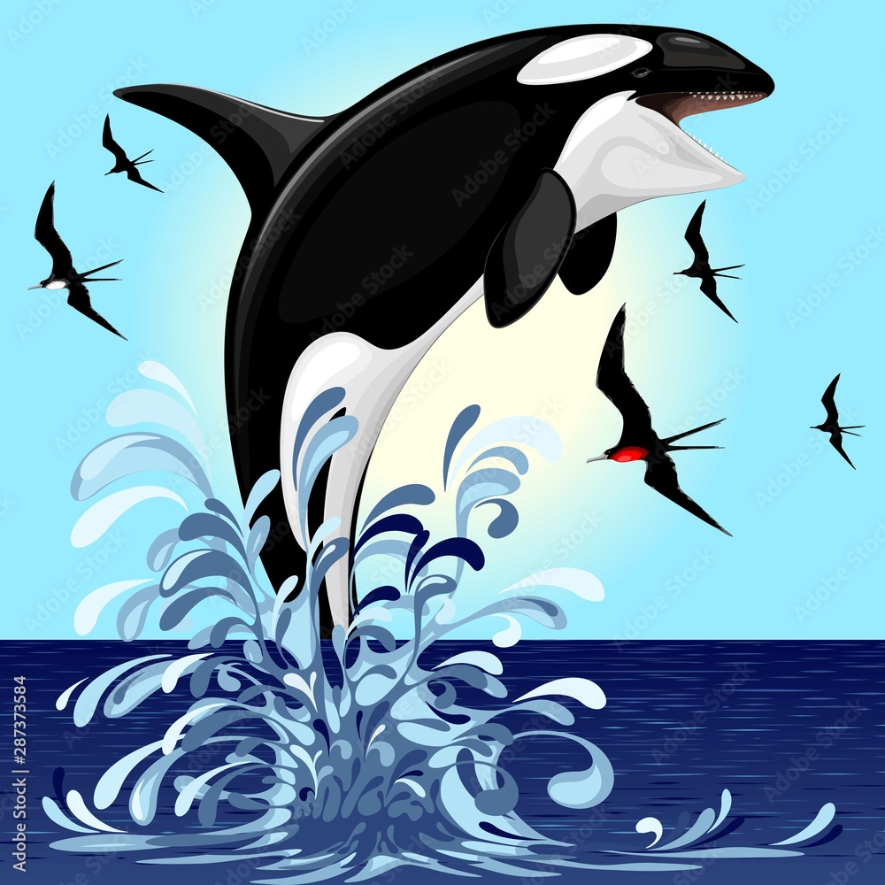 Orca Whale Jumping Drawing