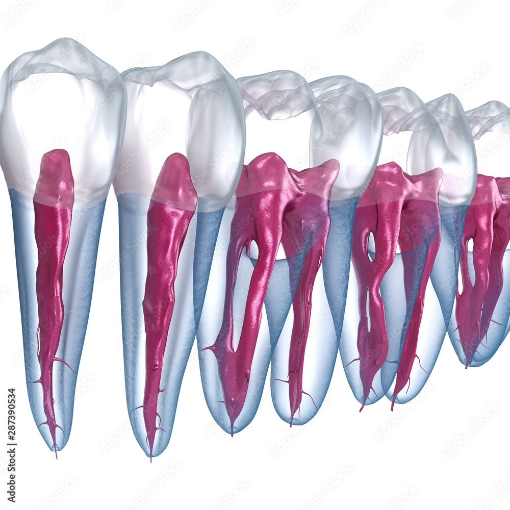 Dental root anatomy, Xray view. Medically accurate dental 3D ...