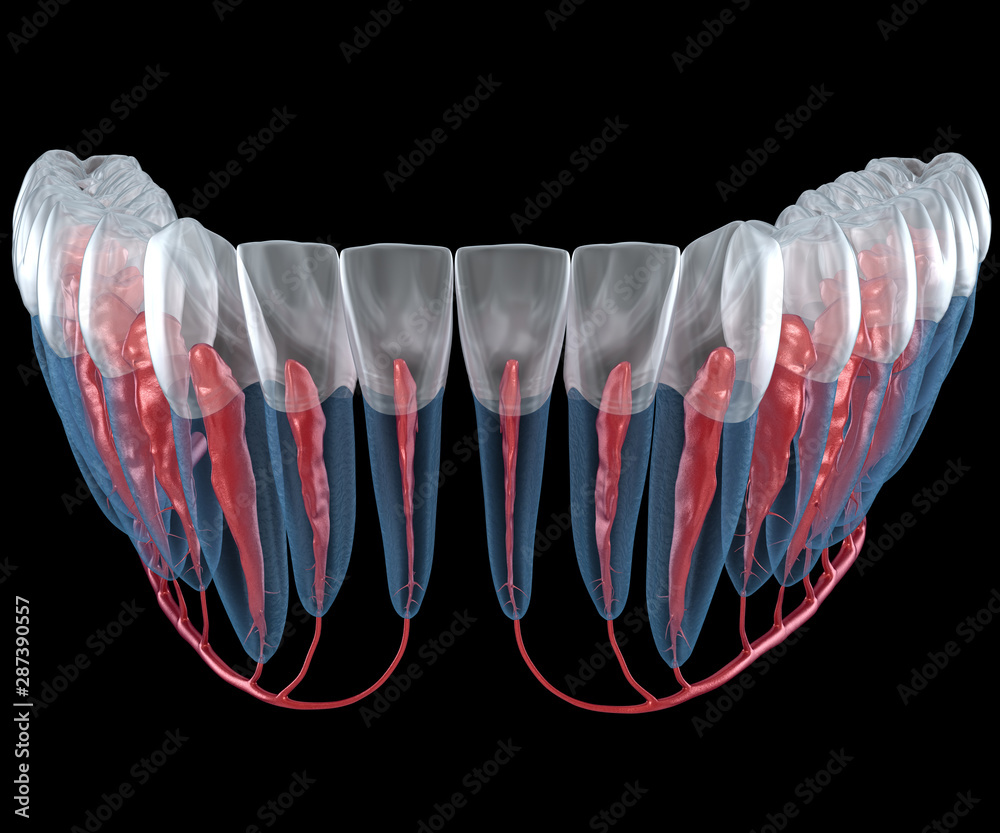 Dental root anatomy, Xray view. Medically accurate dental 3D ...