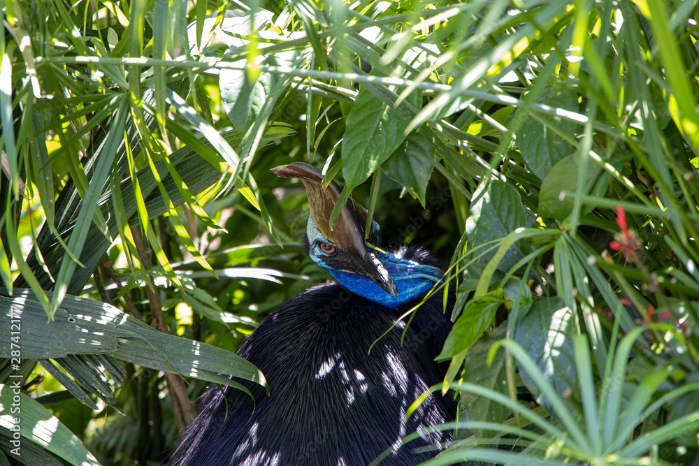 Foto de Cassowaries Cassowary Casuarius Bird in Deep Jungle Rainforest ...