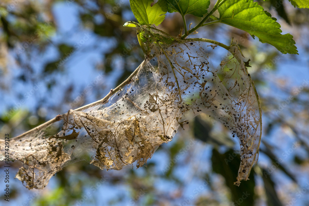 Caterpillars made cocoons on tree. Caterpillars ate all leaves in tree ...