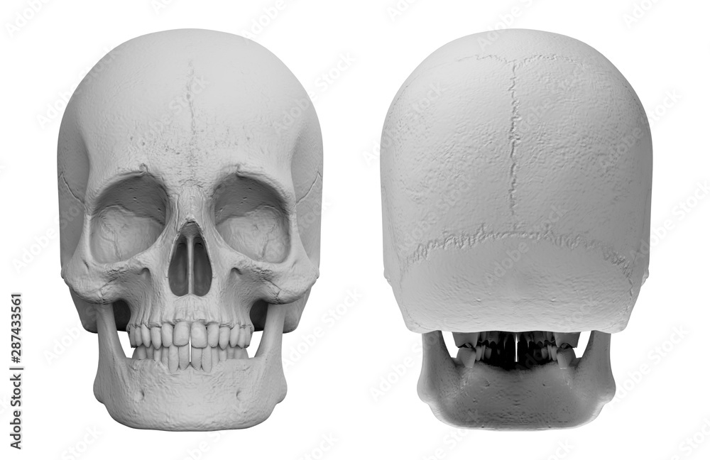 Human Skull Front And Side