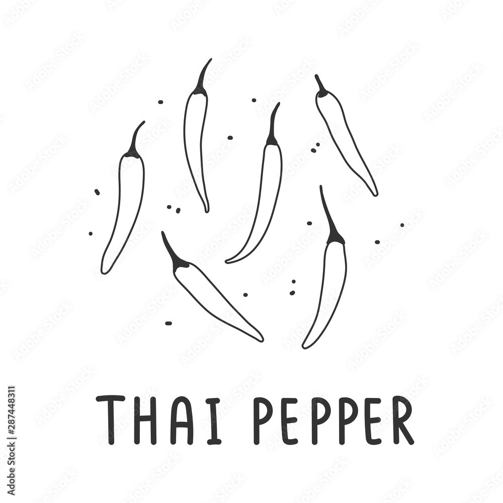 hand drawn vector illustration of various kinds of pepper vegetable ...