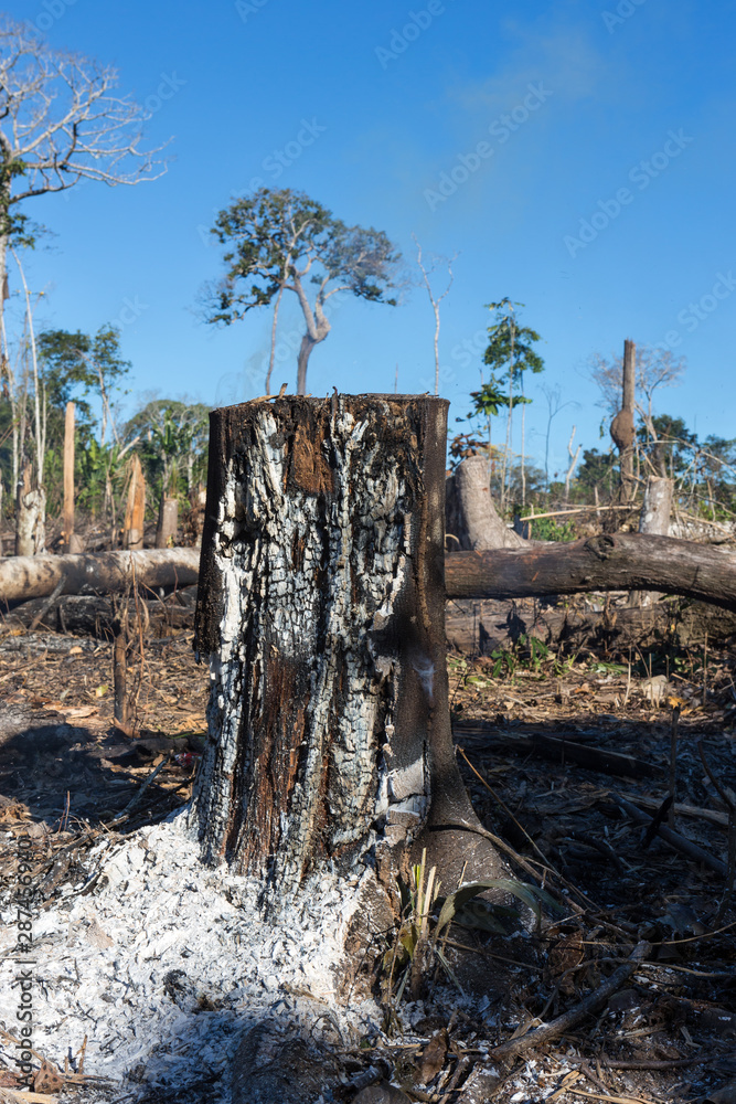 Amazon rainforest burning under smoke in sunny day in Acre, Brazil near ...
