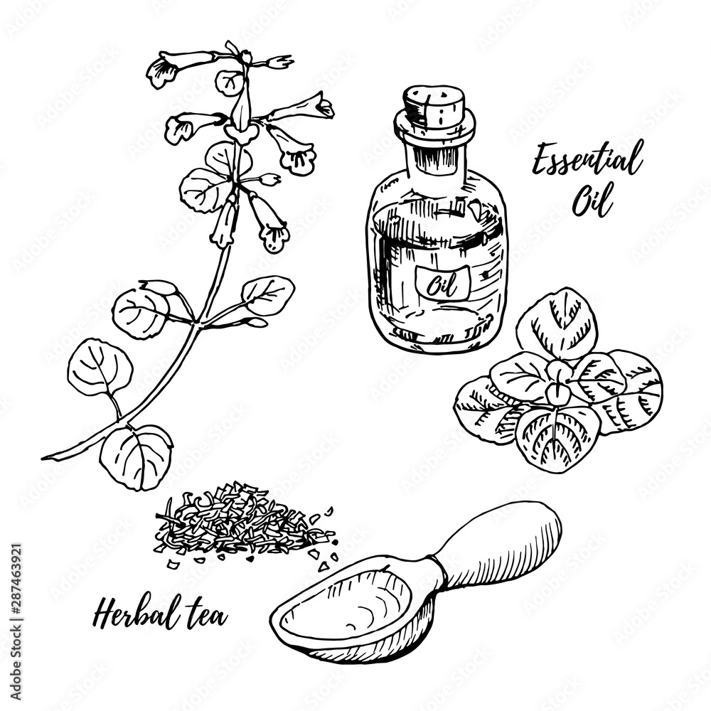 Medicinal Herb Drawings Clipart