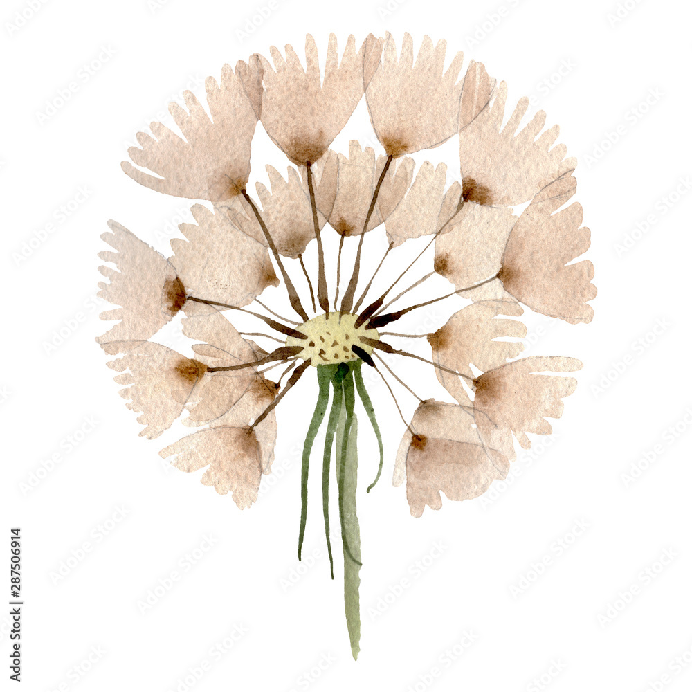 Dandelion blowball with seeds. Watercolor background illustration set ...