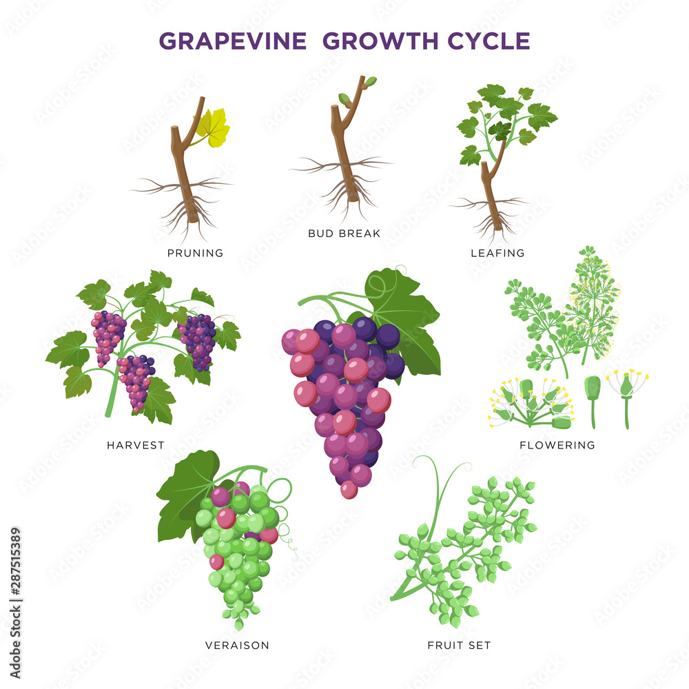 Planting Grape Seeds