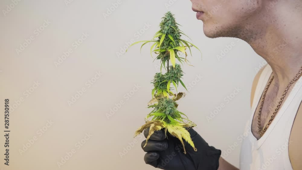 The young person sniffing marijuana buds, close-up. Cannabis plant ...