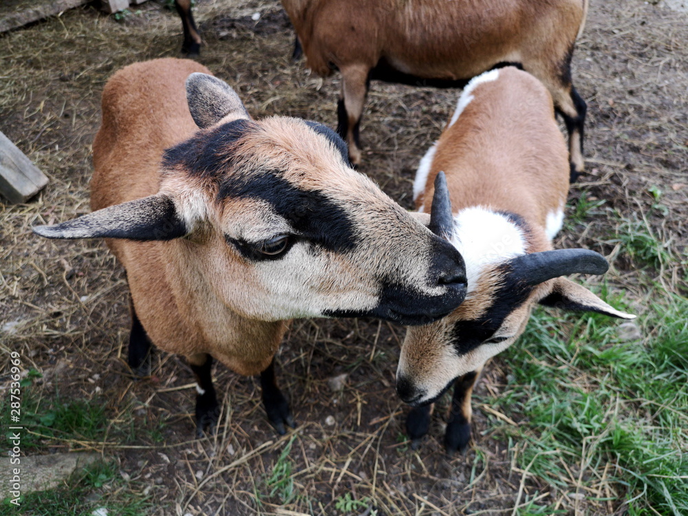 Bobtail Mit Kurzem Fell