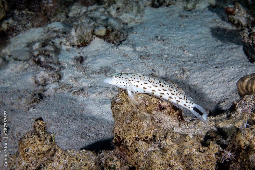 Speckled sandperch on a rock in the coral reefs of the Red Sea, Egypt ...