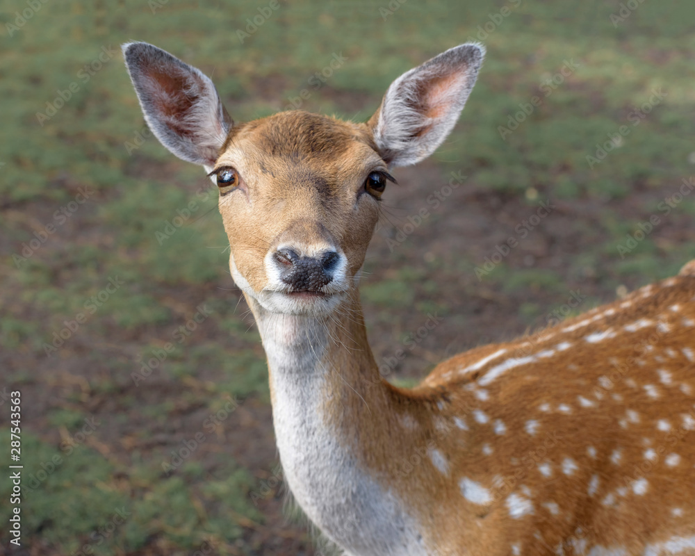 Sika deer, the spotted deer, the Japanese deer Stock Photo | Adobe Stock