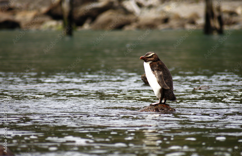 Fiordland crested penguin (Eudyptes pachyrynchus) tawaki, Jackson Bay ...