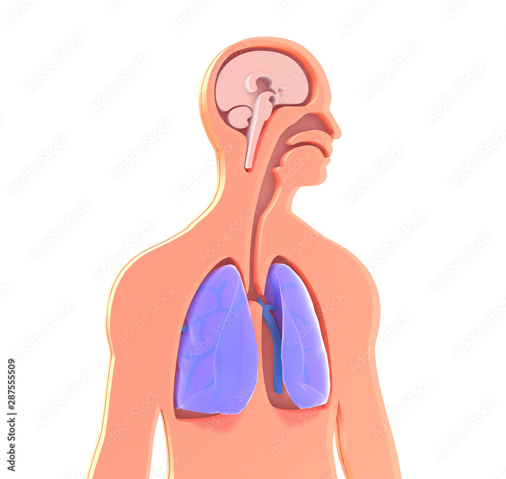3D image of anatomical illustration of human body torso, ENT, brain and ...