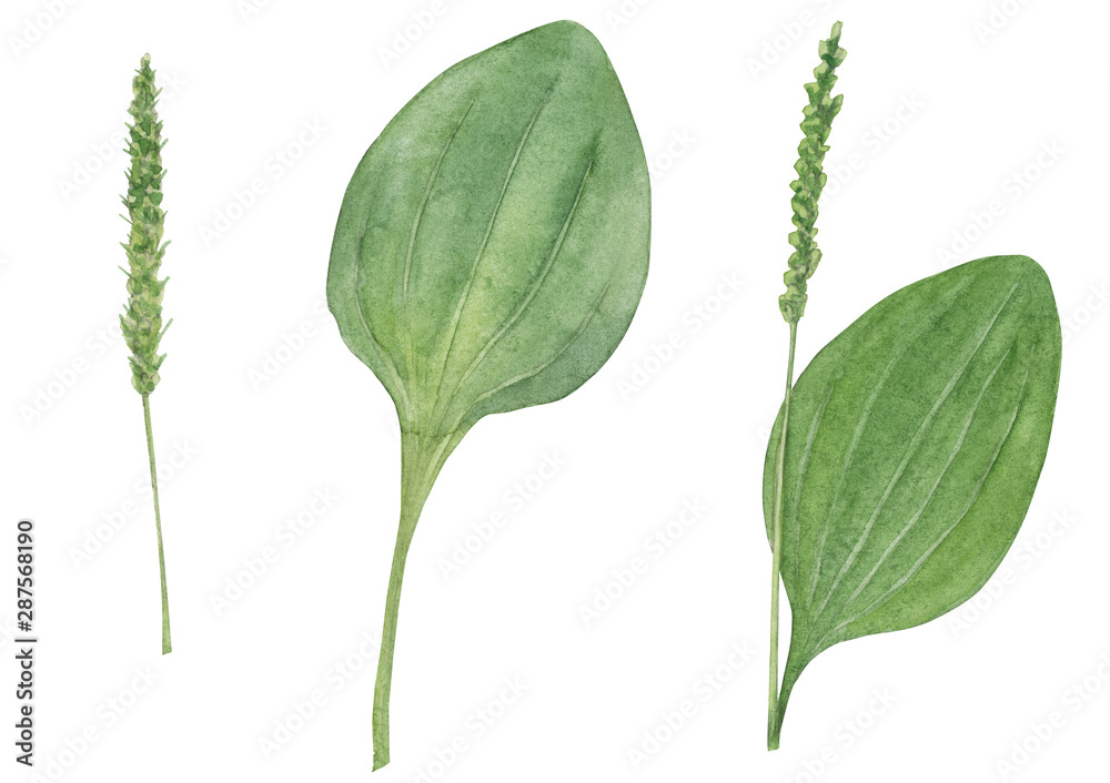 Plantain Leaf Drawing