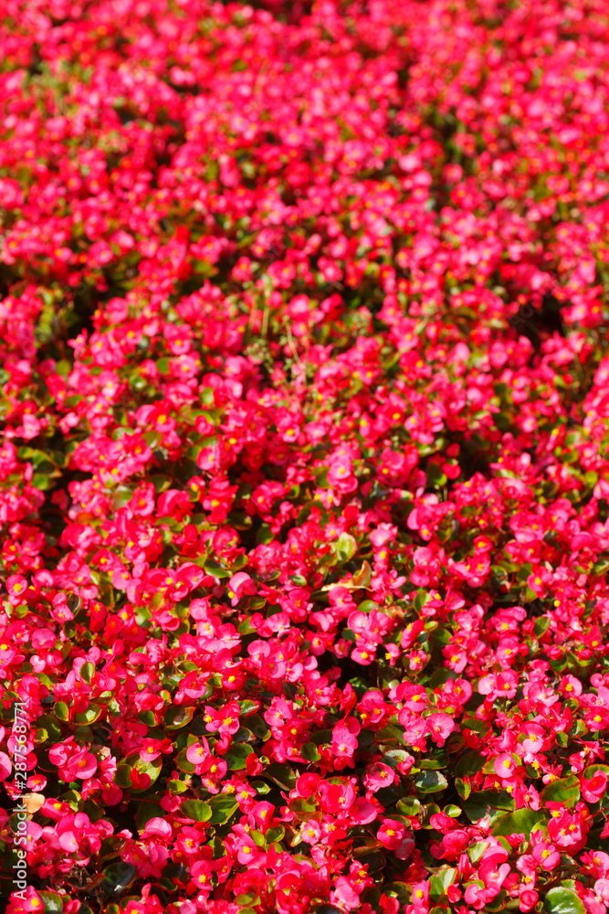 Blumenbeet mit Eisbegonien (Begonia x semperflorens-cultorum),rot ...