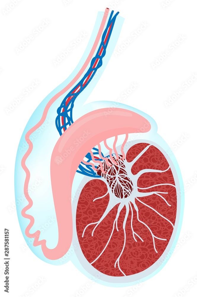 Anatomy of testis in human body Stock Vector | Adobe Stock