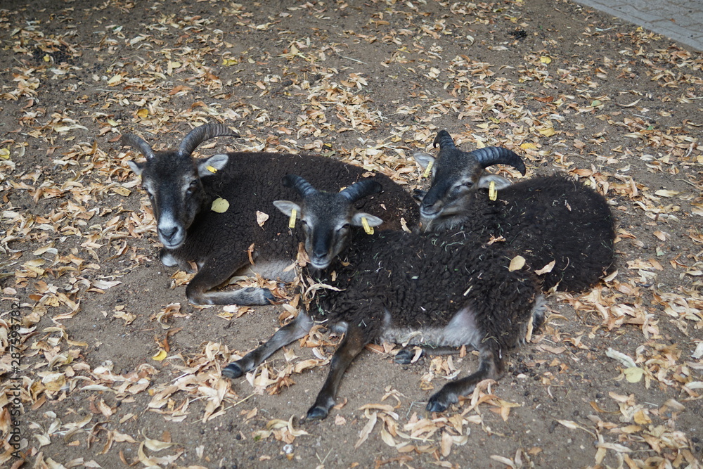 goat on farm,animal, buffalo, cow, mammal, farm, nature, cattle, grass ...