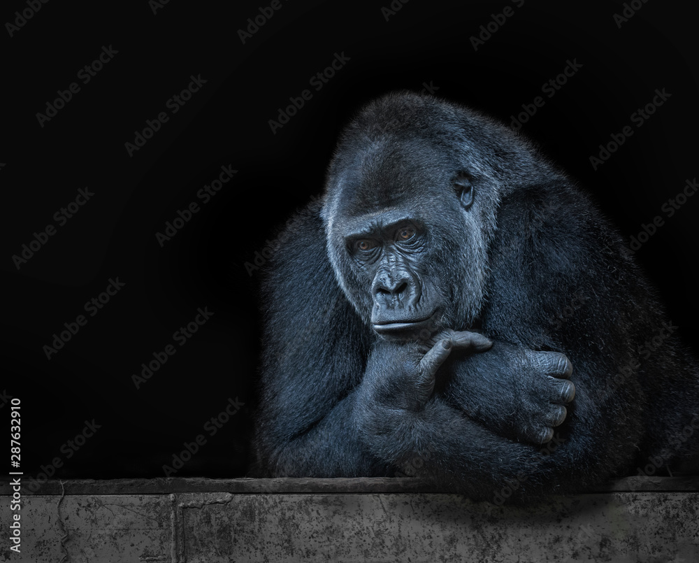 Thinking Gorilla