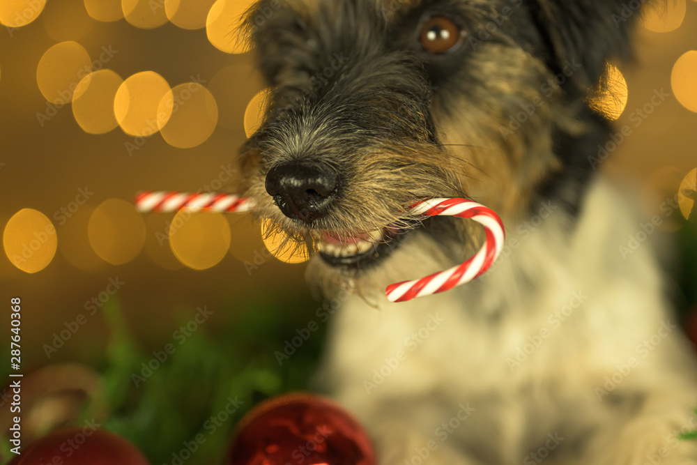 Cute Little dog is holding a candy cane in his mouth in front of ...