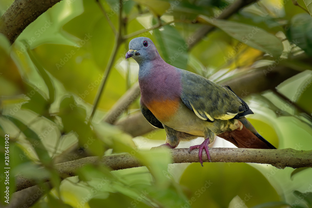 Pink-necked Green-Pigeon - Treron vernans species of bird family ...