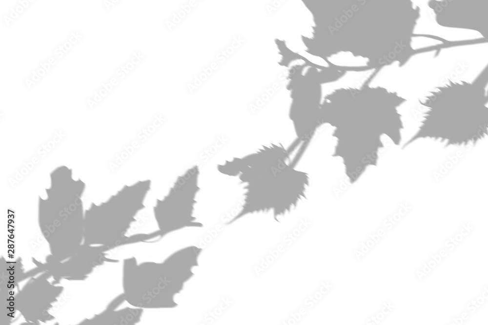 Black shadow silhouette and overlay on the white isolated background ...
