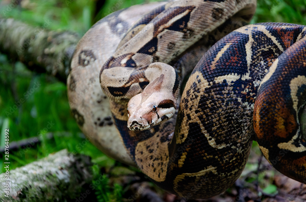 Boa constrictor imperator normal is creeping. The snake is coiling ...