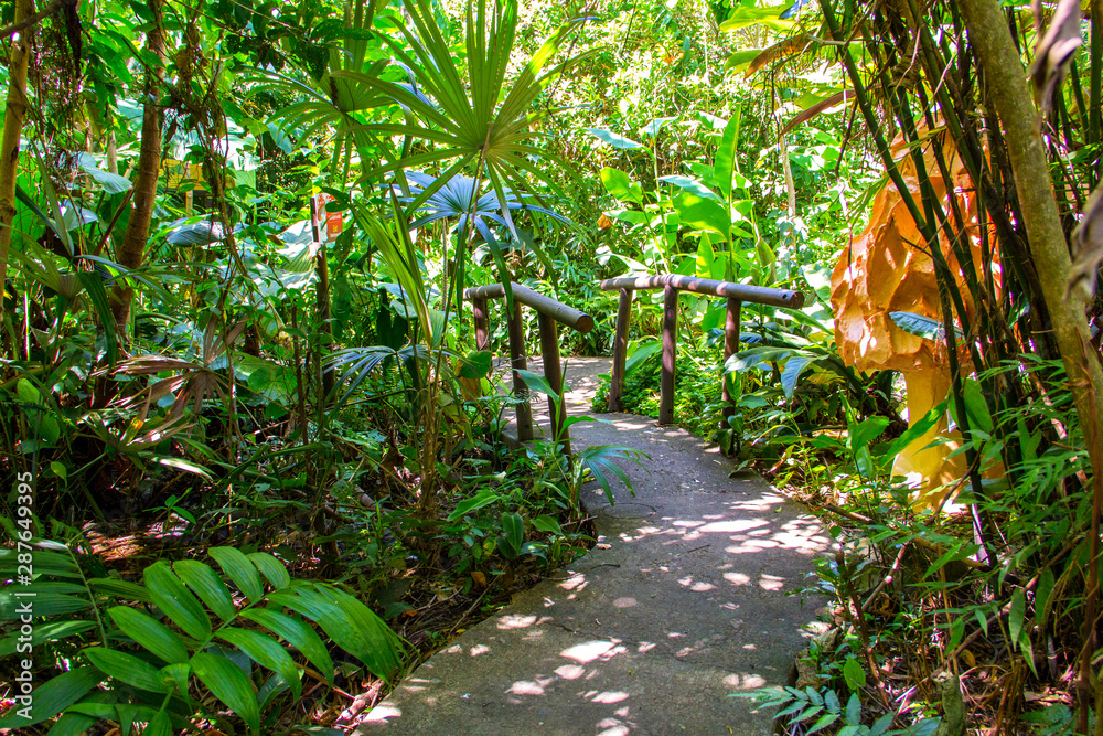 The tropical jungle of a thousand shades of greens, makes its way ...
