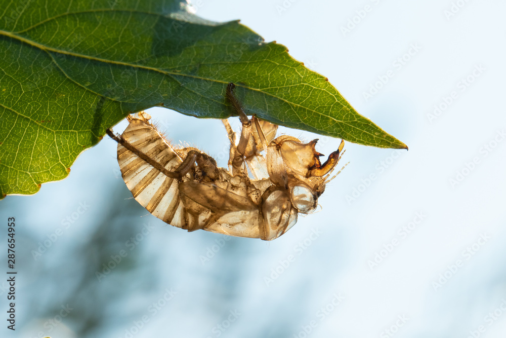 A closeup and macro view on the exuviae (exoskeleton skin remains) of a ...