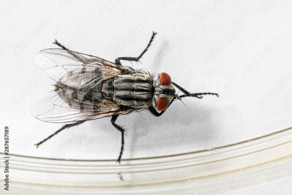 A top down view of the common house-fly (musca domestica), extreme ...