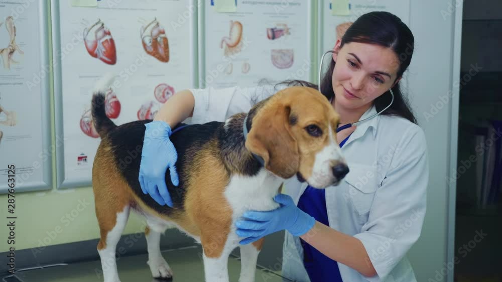 Beagle dog on examination in the office of a veterinarian. Prescription ...