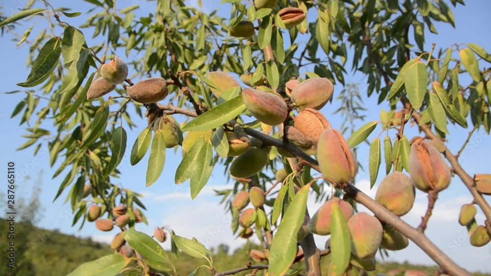 Video Stock Almond nuts ripening on tree, close up. Almond tree with ...
