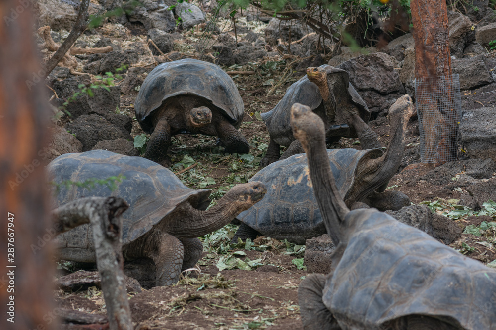 Charles Darwin Research Station Tortoises Stock Photo | Adobe Stock