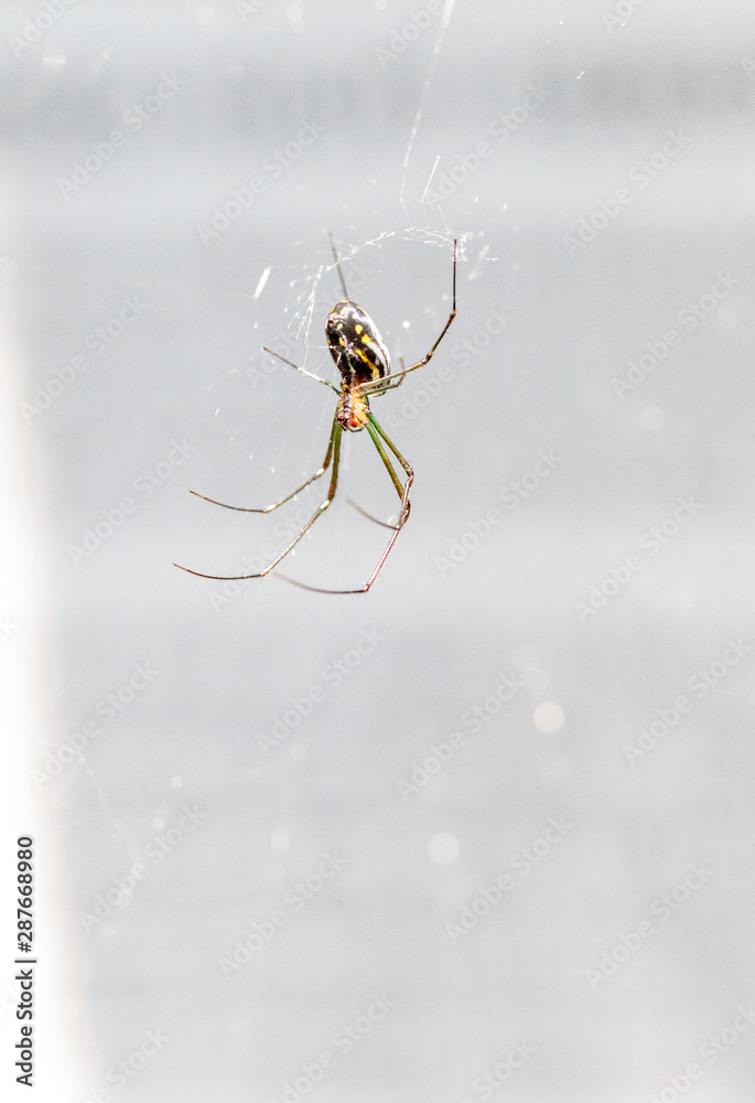 Orchard Orb-weaver spider Leucauge venusta in the middle of a web Stock ...