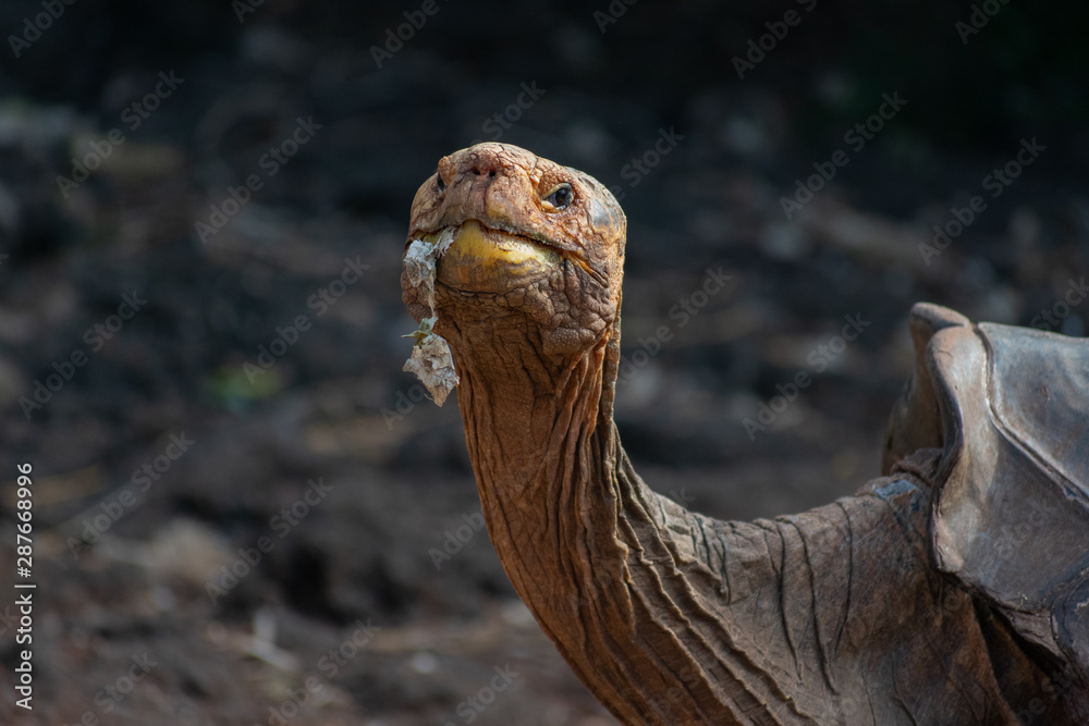 Charles Darwin Research Station Tortoises Stock Photo | Adobe Stock