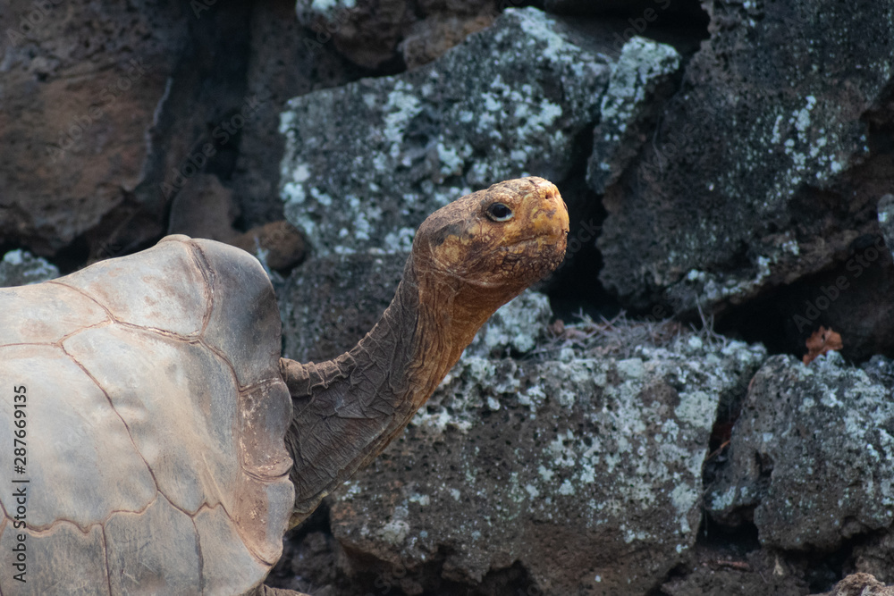 Charles Darwin Research Station Tortoises Stock Photo | Adobe Stock