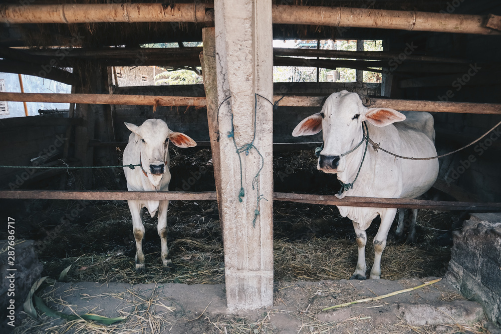 Ongole Crossbred cattle or Javanese Cow or White Caow or sapi peranakan ...