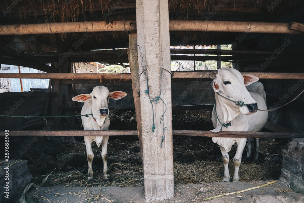 Ongole Crossbred cattle or Javanese Cow or White Caow or sapi peranakan ...