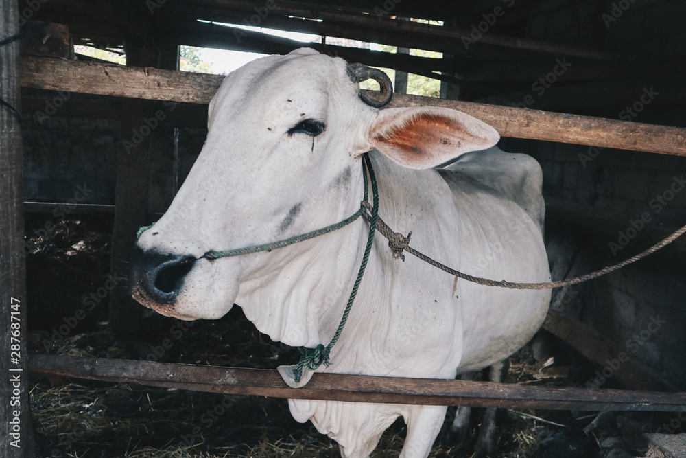 Ongole Crossbred cattle or Javanese Cow or White Caow or sapi peranakan ...